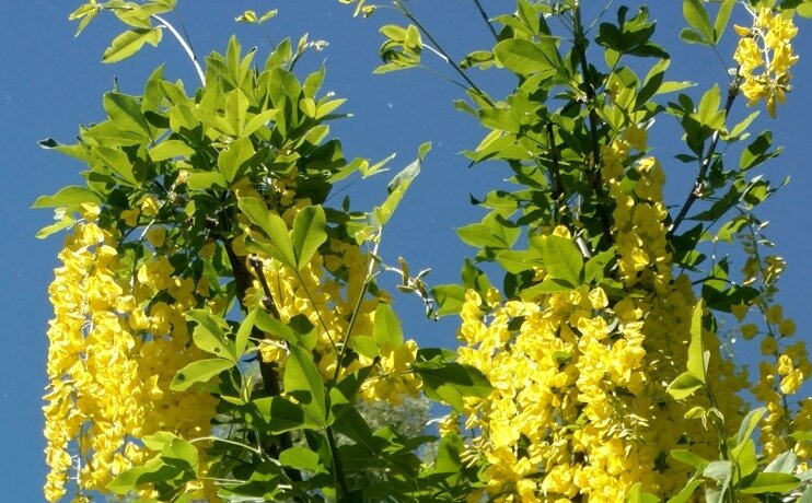 JEDOVATÉ RASTLINY v okrasnej záhrade | BLOG/články - okrasná záhrada a ...